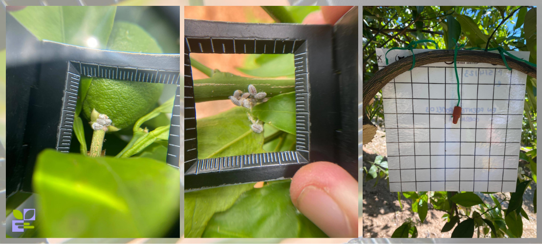 4 Keys to Keep Mealybug Away from your Citrus Field